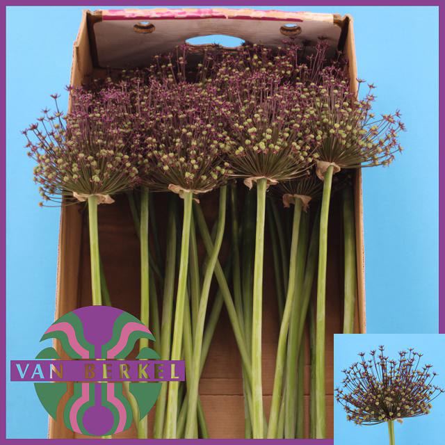 Duivenvoorden Driessen Webshop