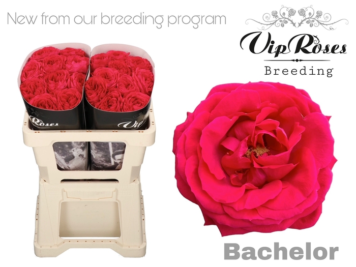 Vip Roses Webshop