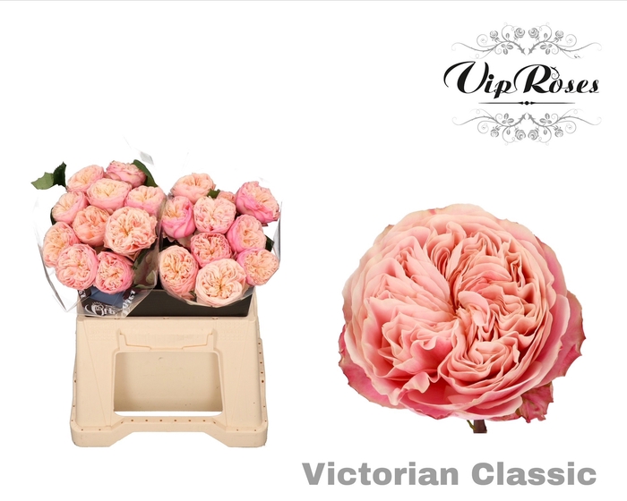 Vip Roses Webshop