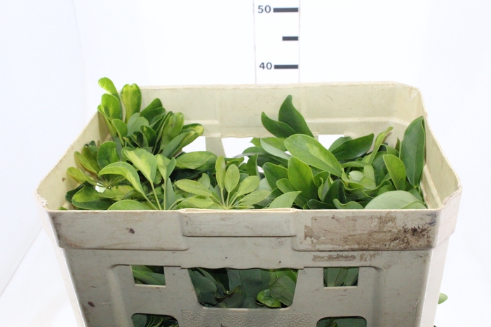 Holambelo - Loja Gran Flora