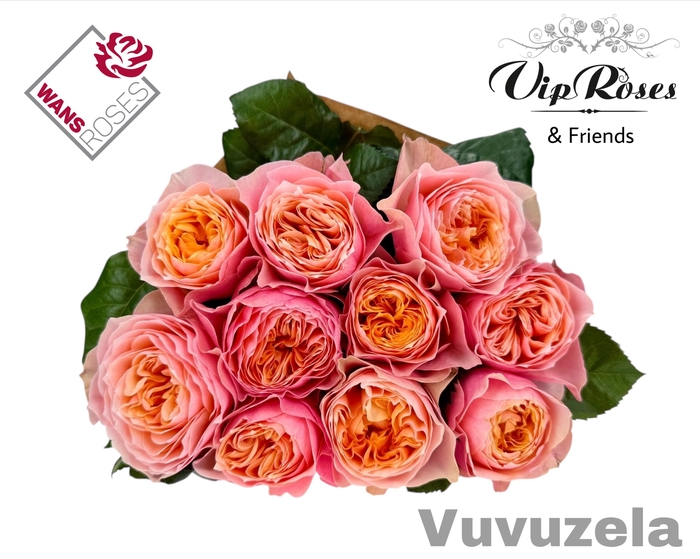 Vip Roses Webshop