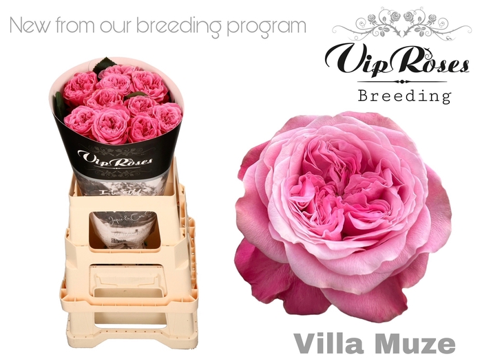 Vip Roses Webshop