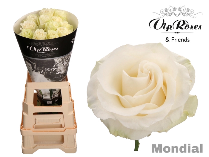 Vip Roses Webshop