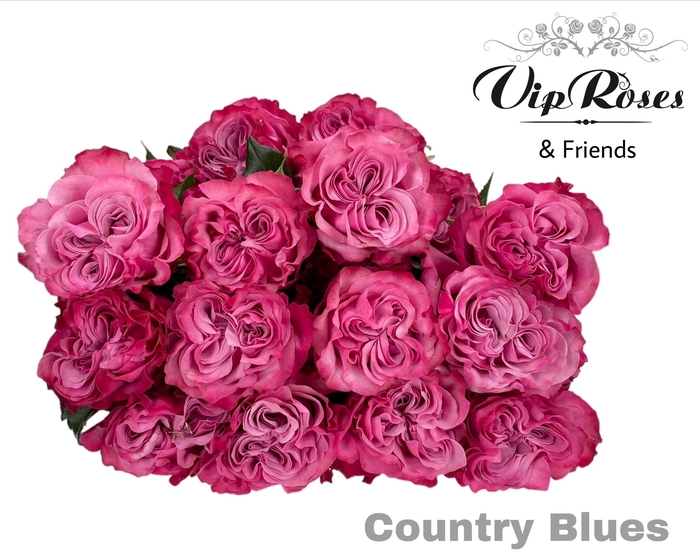 Vip Roses Webshop