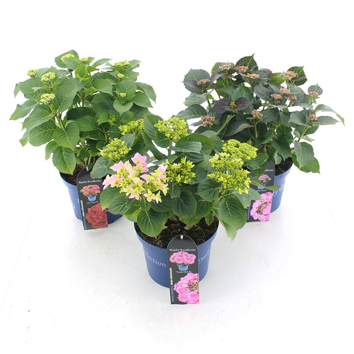 Micquel Groen Webshop