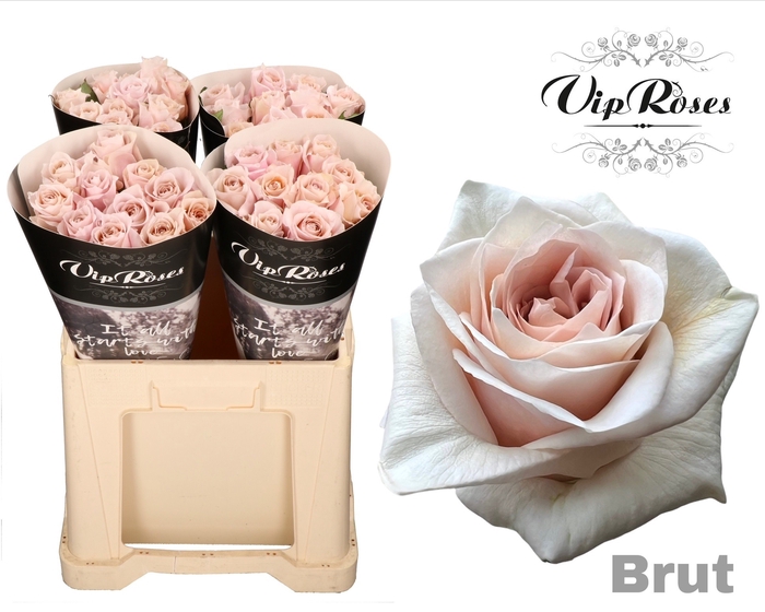 Vip Roses Webshop