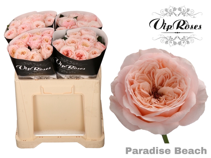 Vip Roses Webshop