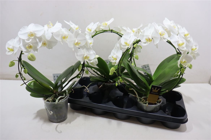 PP Flowers Webshop