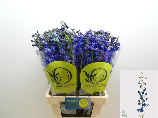 Helios Webshop