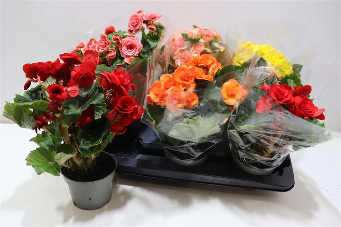 Lansu Plant Webshop