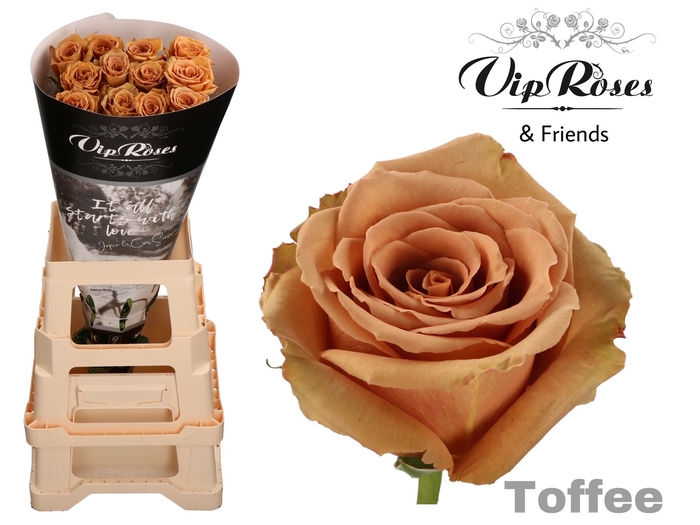 Vip Roses Webshop
