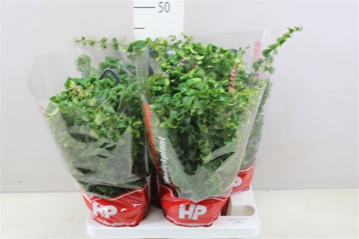 Just Plants Webshop