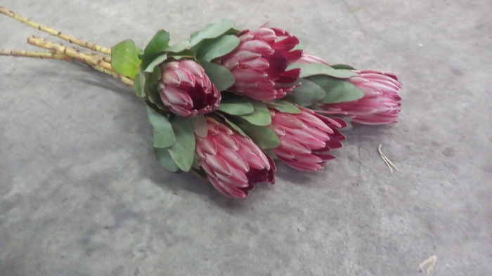 Zuluflora Webshop