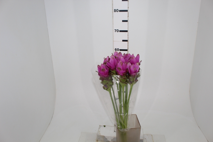 Holambelo - Loja Gran Flora