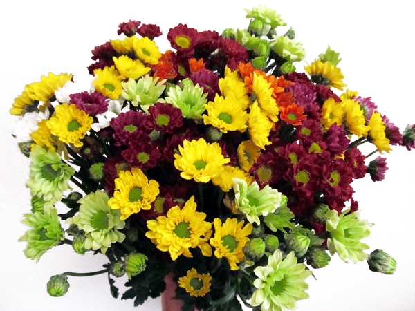 Holambelo - Loja Gran Flora