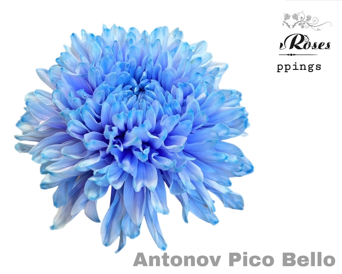 Vip Roses Webshop