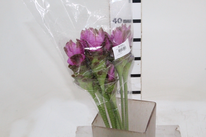 Holambelo - Loja Gran Flora