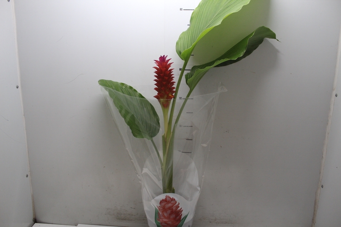 Holambelo - Loja Gran Flora