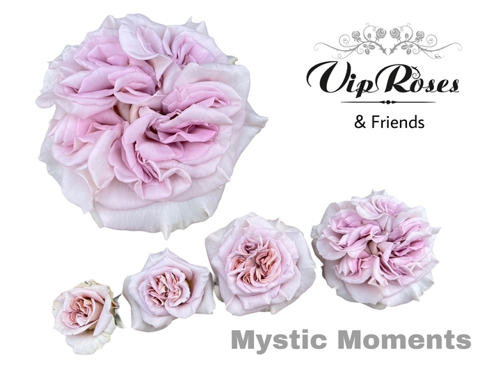 Vip Roses Webshop