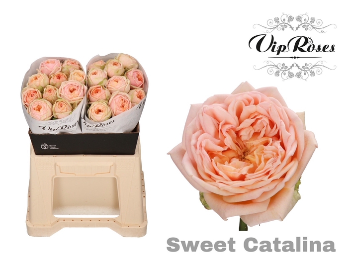 Vip Roses Webshop