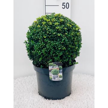 Micquel Groen Webshop