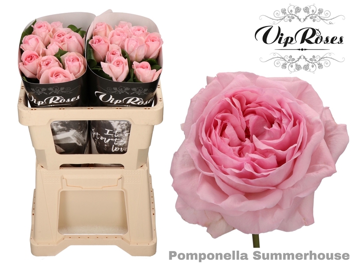 Vip Roses Webshop