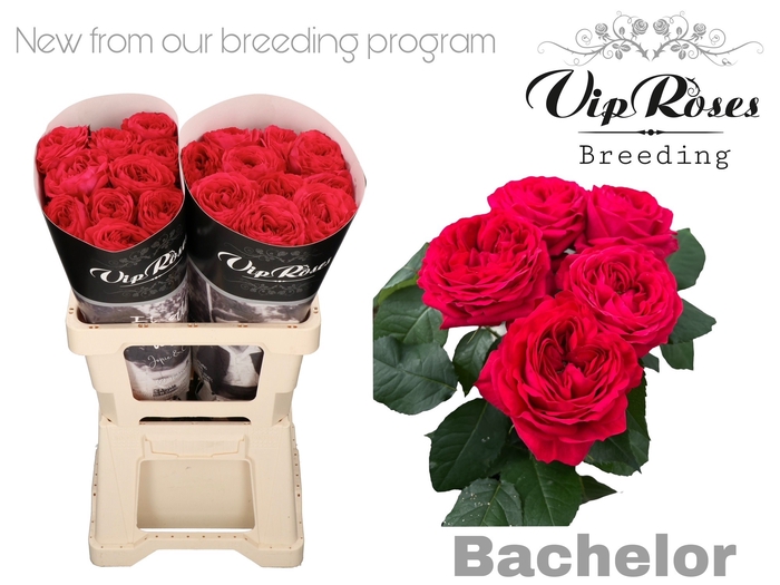 Vip Roses Webshop