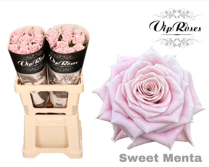 Vip Roses Webshop