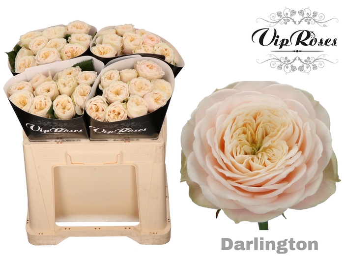 Vip Roses Webshop