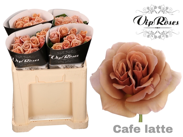 Vip Roses Webshop
