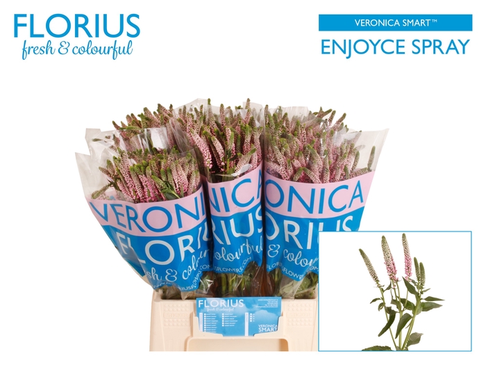 Helios Webshop