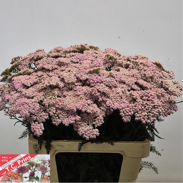 Duivenvoorden Driessen Webshop