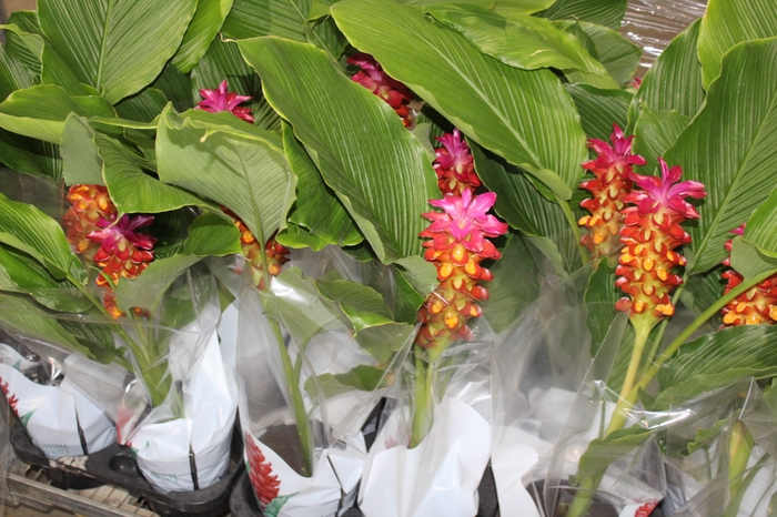 Holambelo - Loja Gran Flora