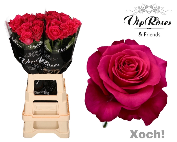 Vip Roses Webshop