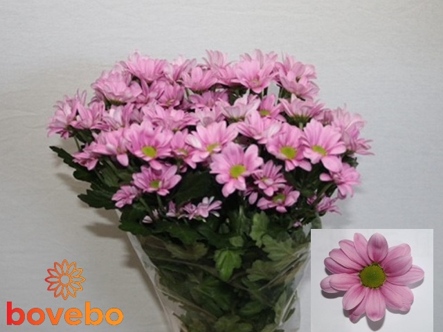 PP Flowers Webshop