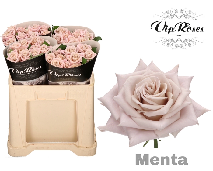 Vip Roses Webshop
