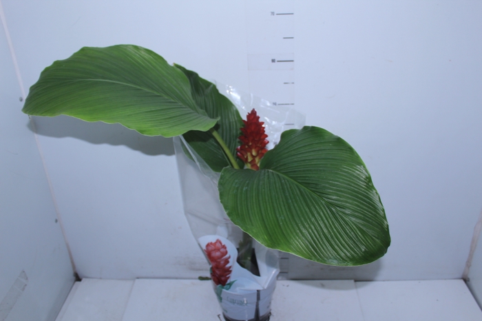 Holambelo - Loja Gran Flora