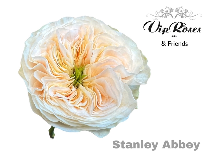 Vip Roses Webshop