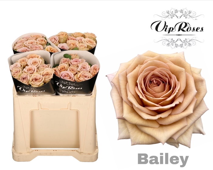 Vip Roses Webshop