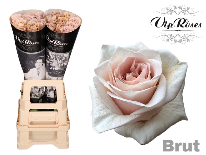 Vip Roses Webshop