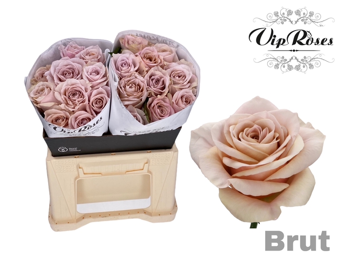 Vip Roses Webshop