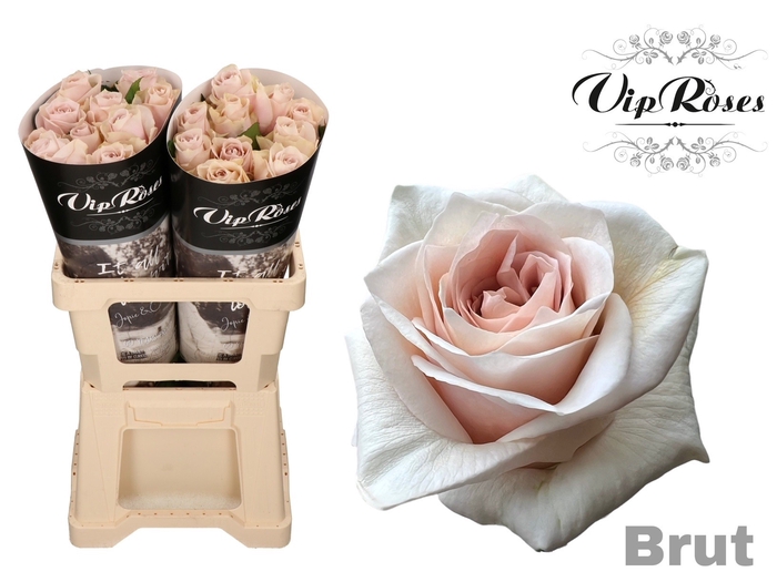 Vip Roses Webshop