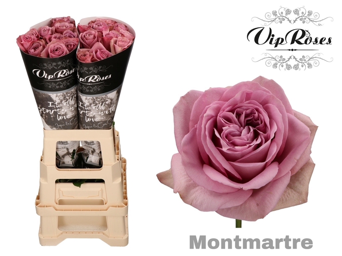 Vip Roses Webshop