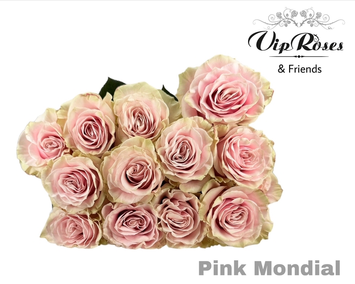 Vip Roses Webshop