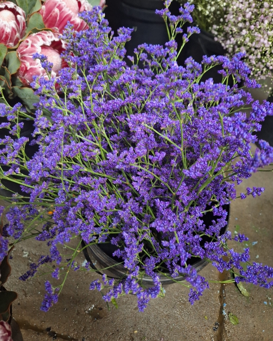 Zuluflora Webshop