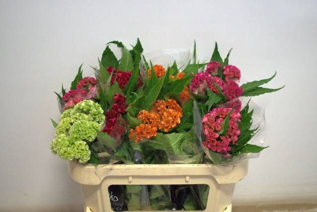 PP Flowers Webshop