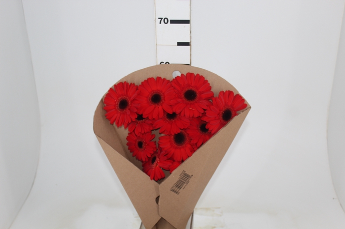 Holambelo - Loja Gran Flora