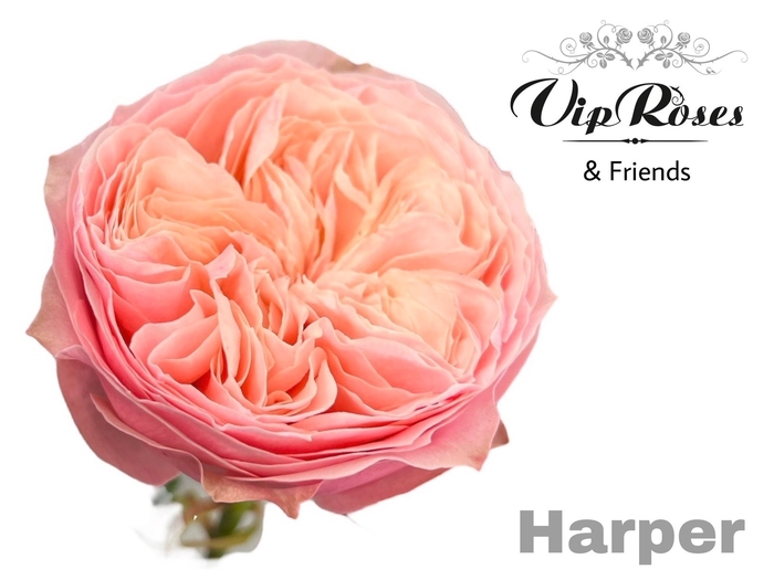 Vip Roses Webshop