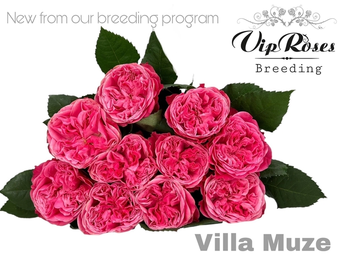 Vip Roses Webshop