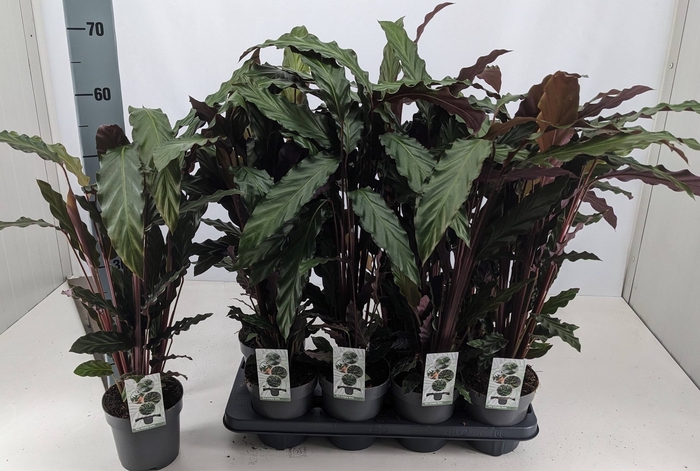 Fleuromarché B.V. Webshop